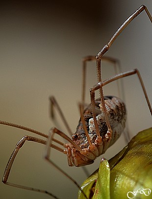 Natur' L: Gros plan sur le corps d'un faucheux sans venin ni soie...