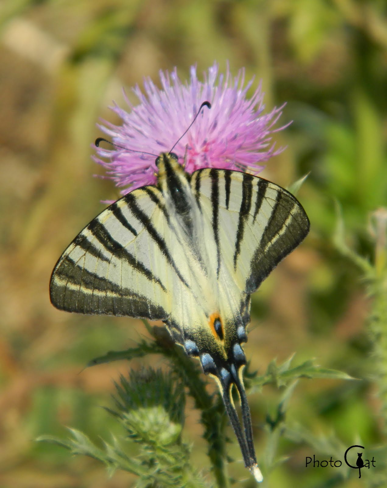 Flori si trandafiri: fluturi si maracini...