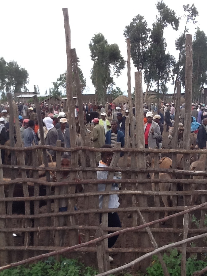 DEXTER IN ETHIOPIA: Images from life in Iteya, Ethiopia