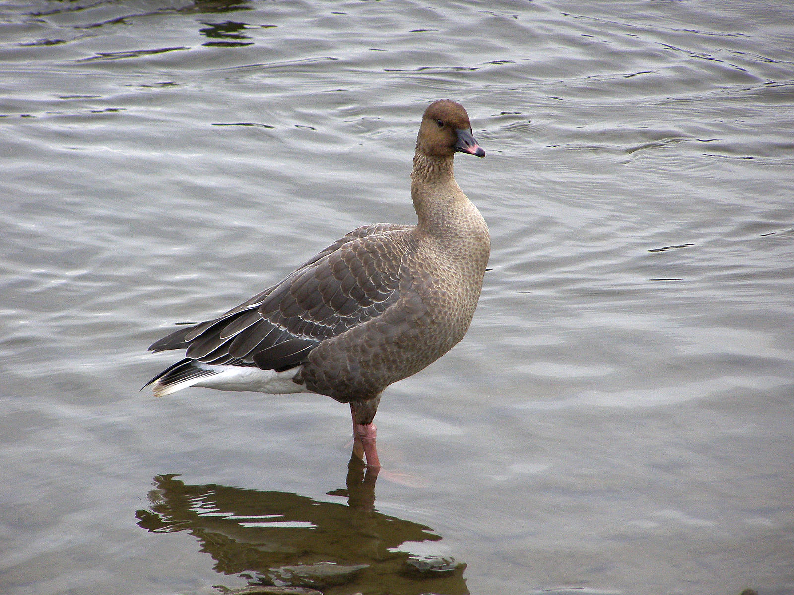 Random Jottings: In The Pink