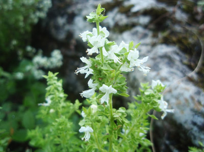 CÓMO CUIDAR NUESTRAS PLANTAS DE ALBAHACA (Ocimum basilicum)