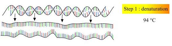Mixed Blog: STEP IN PCR