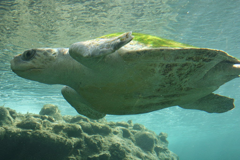Biologia Marinha: Dados importantes sobre a tartaruga oliva