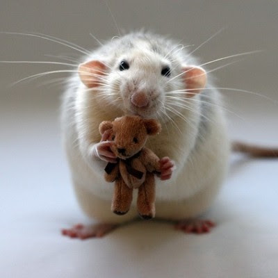 Funny Rats | Funniest New Images-Photos 2013 | Funny And Cute Animals