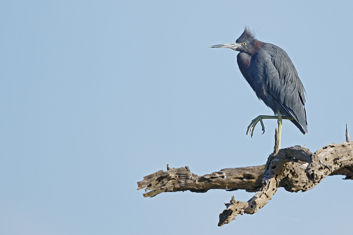 mis fotos de aves: Egretta caerulea Garza Azul Little Blue Heron