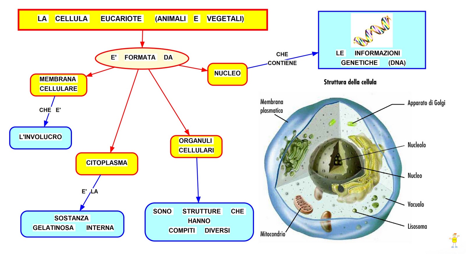 MAPPER: CELLULA EUCARIOTE