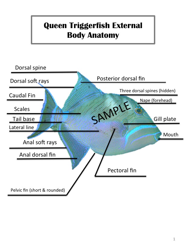 NatureGlo's eScience