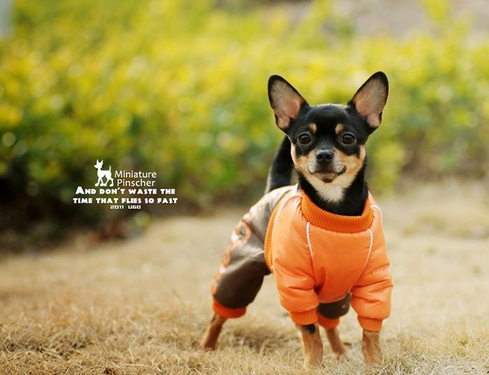 About chiwawa^^: about chiwawa^^