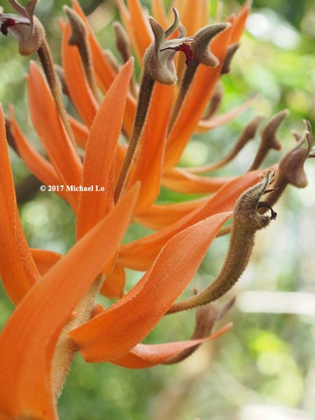 The rainforests of Borneo & Southeast Asia: Eria ornata (wild orchid ...