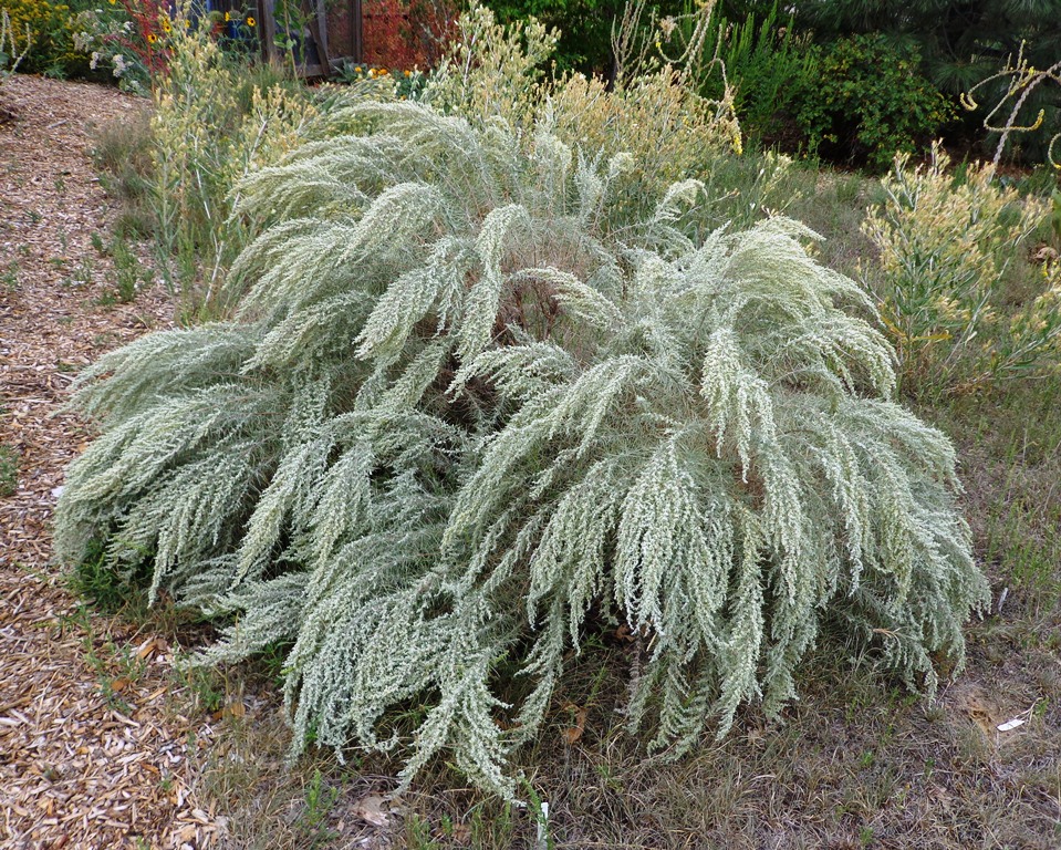 Prairiebreak: Perennials