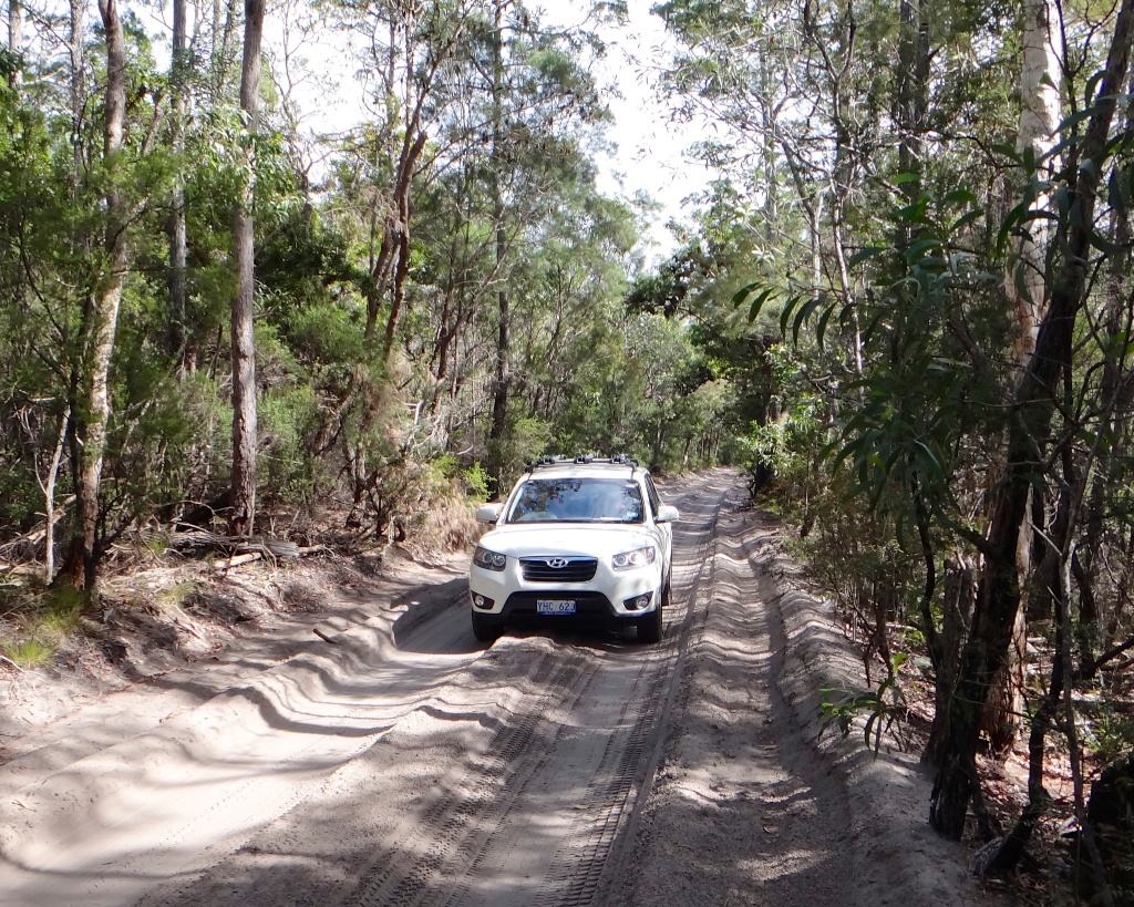 Bush track : r/australia