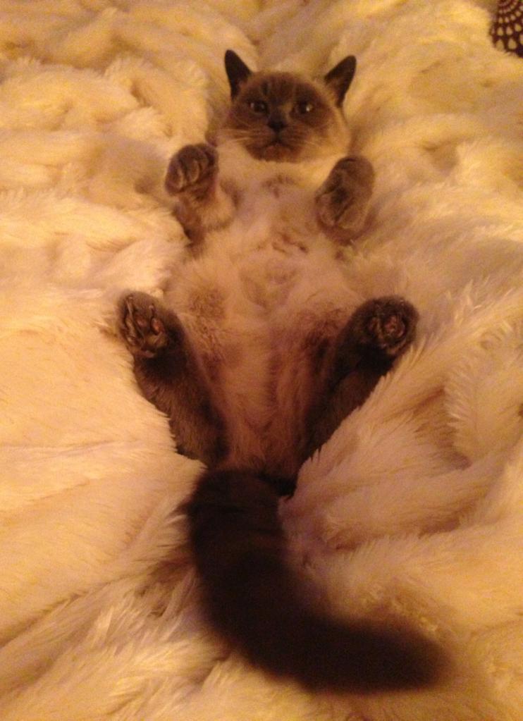 Funny cats - part 50 (30 pics + 10 gifs) | Amazing Creatures