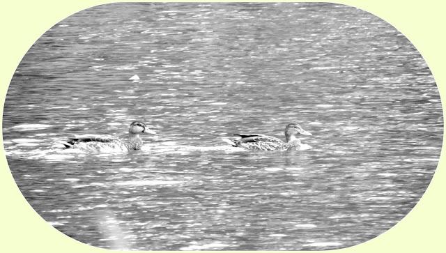 The Glebe Blog: Loch Leven and Stenton Pond in Monochrome