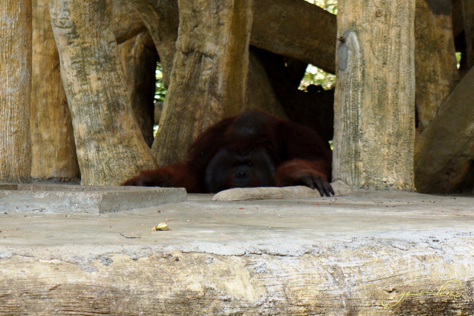 Avilon Zoo: Day tour with my nephews | Trips... by Liz