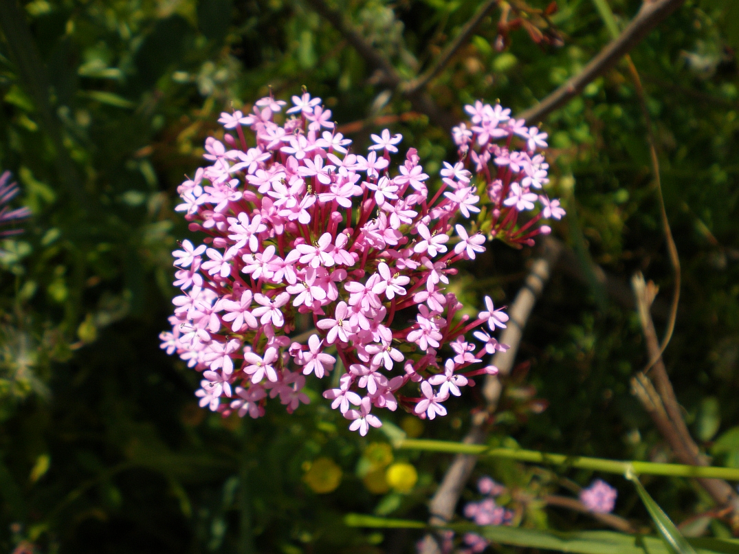 La magia de la Diosa: Plantas mágicas, direcciones interesantes.