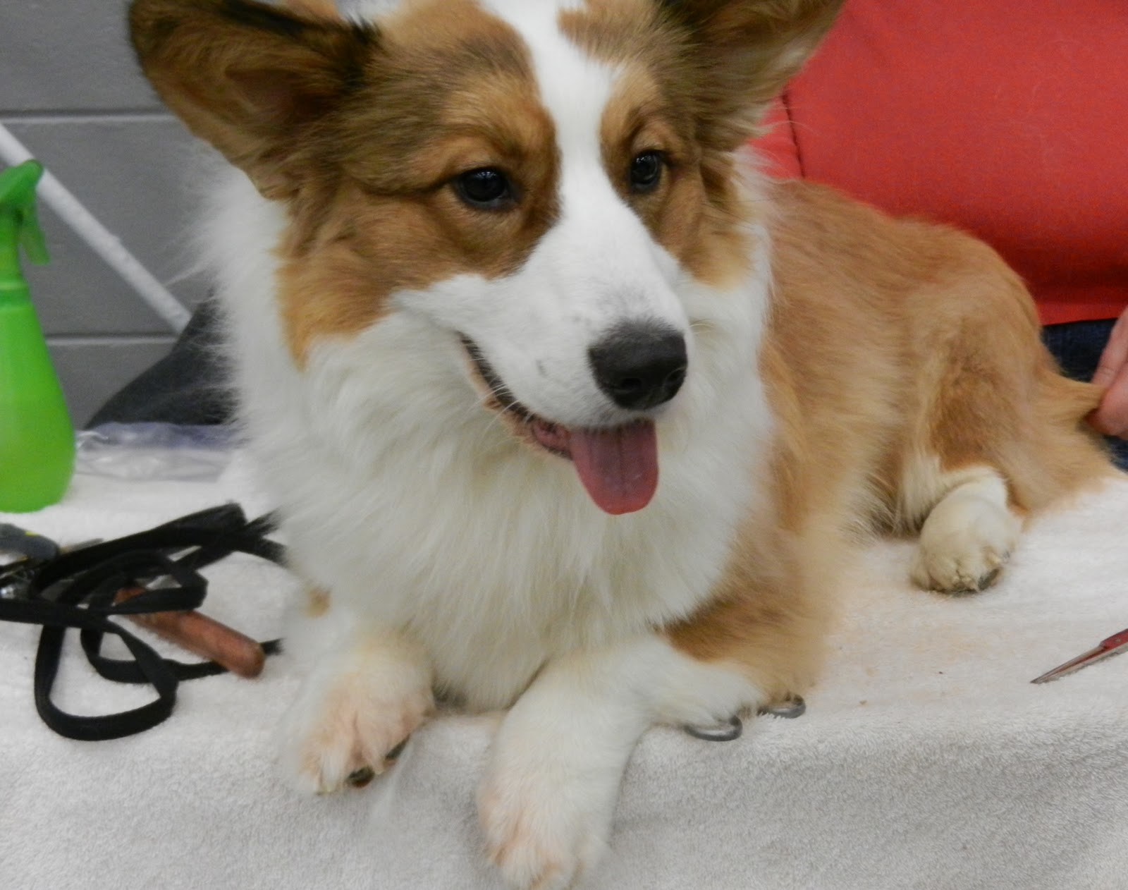 The Chronicles of Cardigan: Jon Farleigh and Nick Get Their Fringe ...