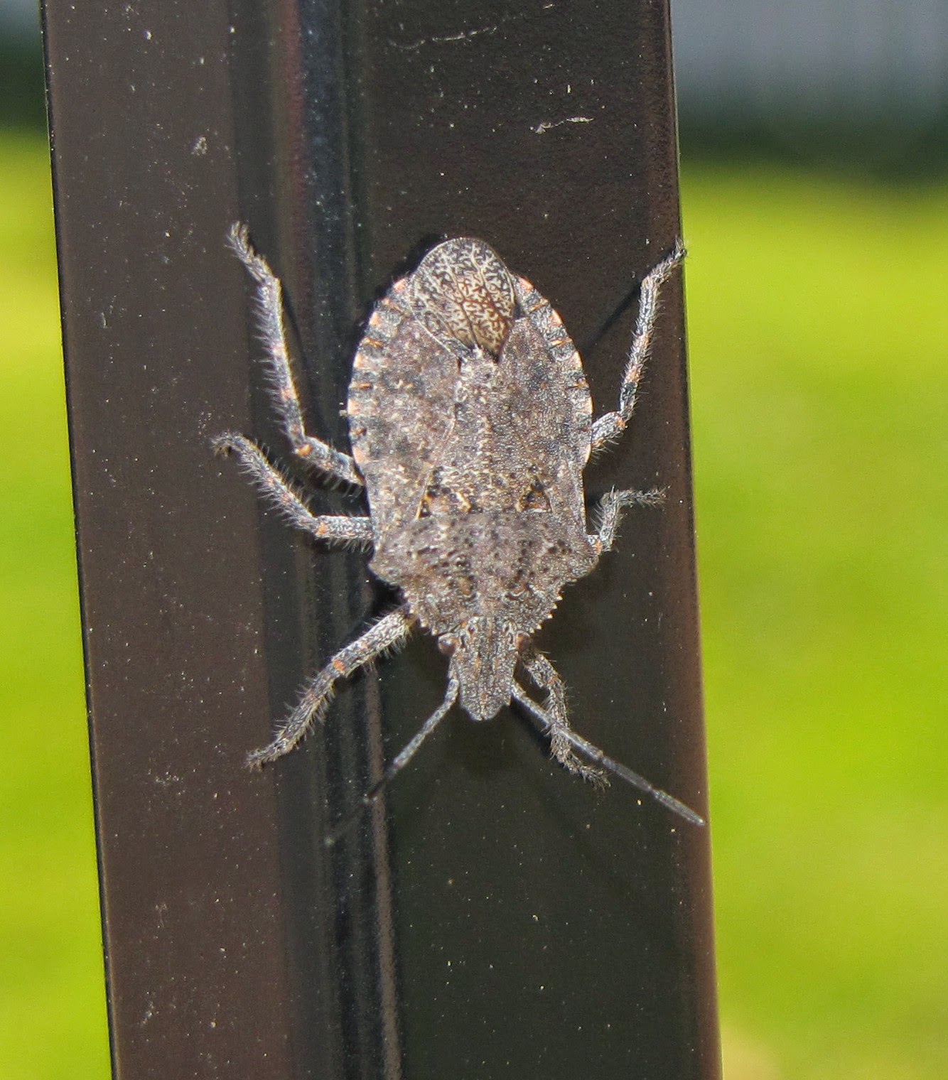 Bug Eric: Rough Stink Bugs