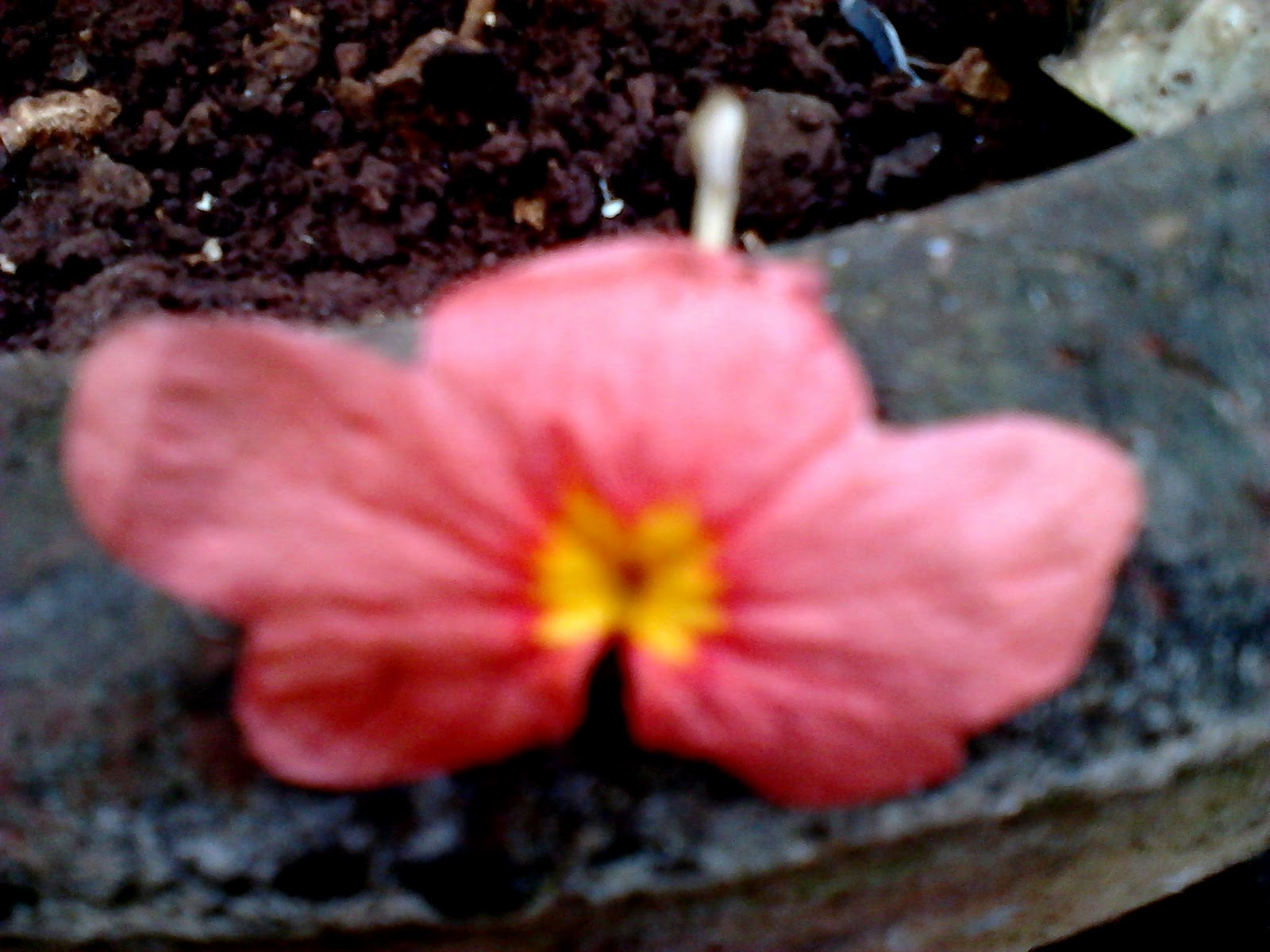 Garden Care Simplified: Close up of Crossandra Aboli Flower Seeds and Care