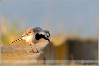 Ce mai poti fotografia la Vadu - Kingfisher - Alcedo Atthis