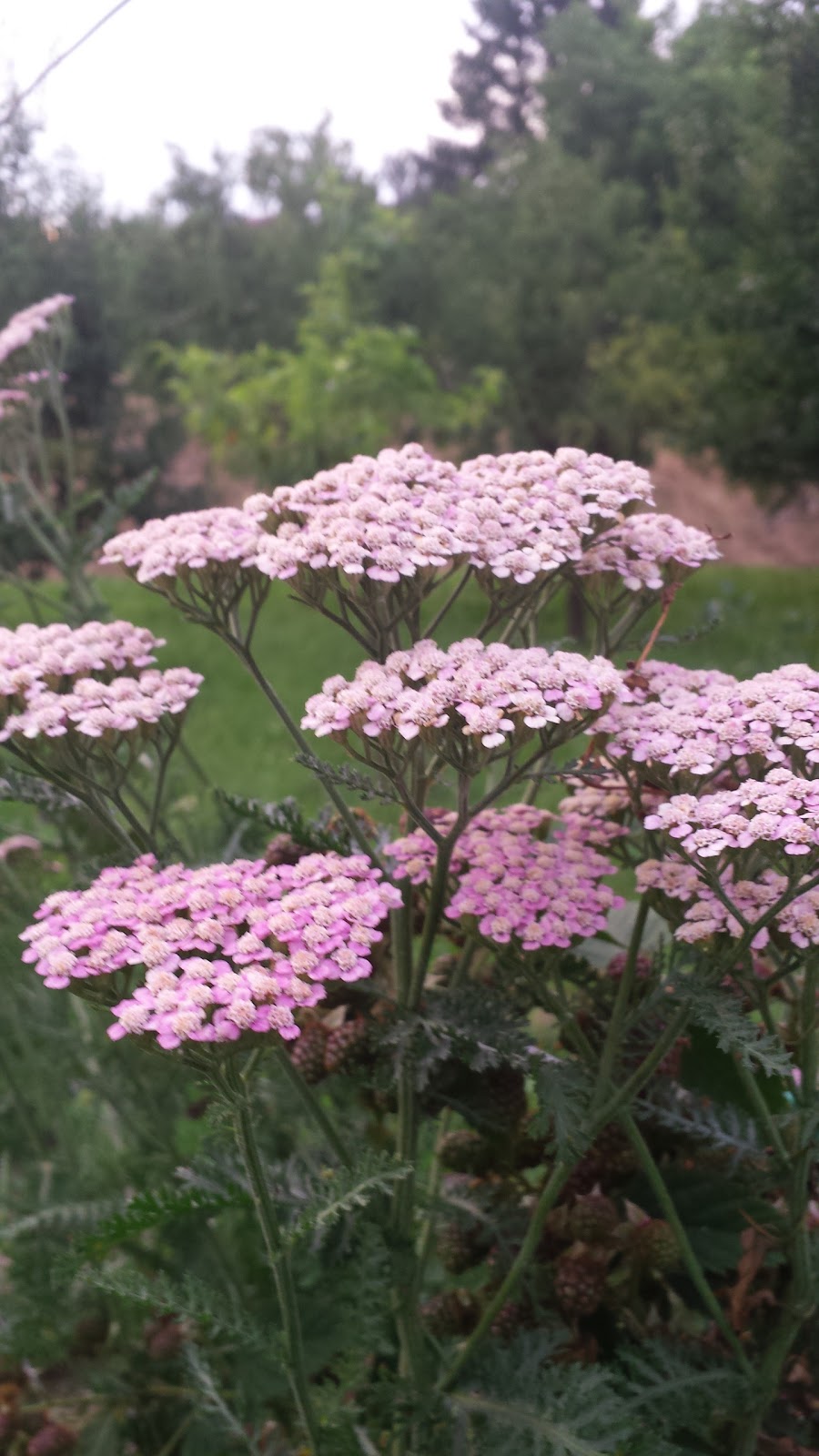 Stolisnik (Achillea millefolium)