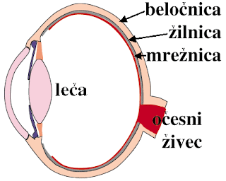 optične naprave: oko