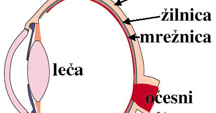 optične naprave: oko