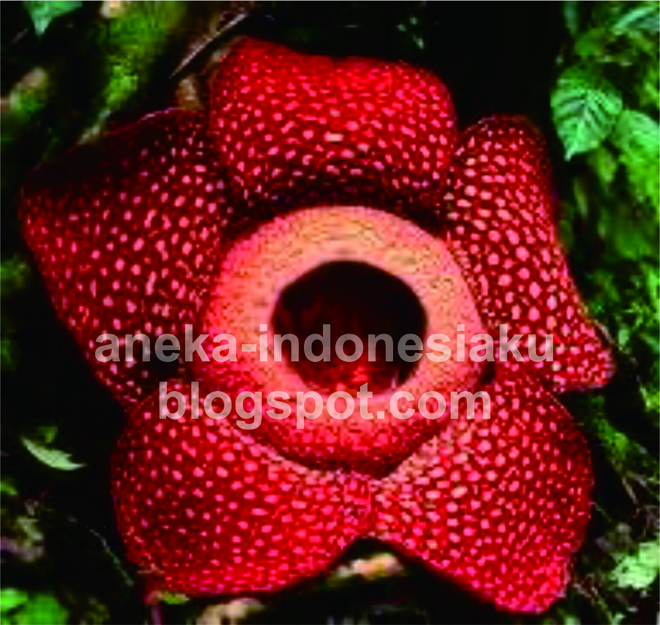 Bunga Langka di Indonesia | aneka indonesia ku