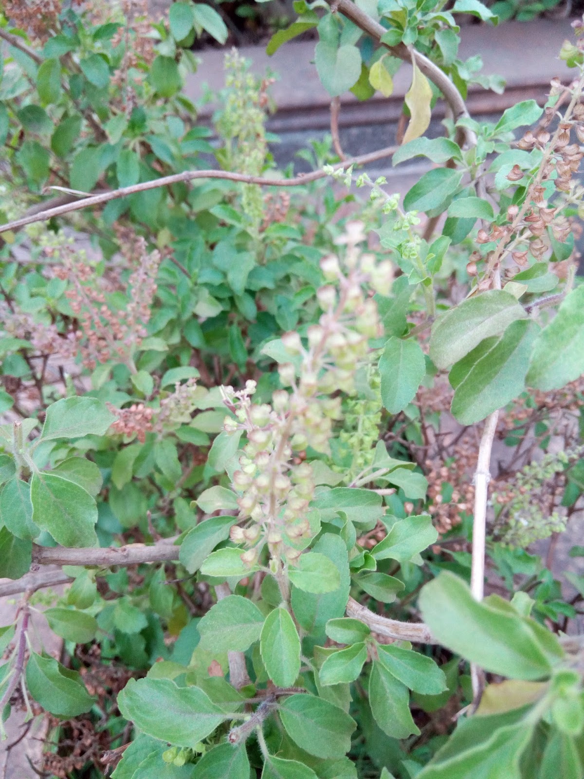 Garden Care Simplified: How to grow Tulsi Holy Basil Plants Simple ...