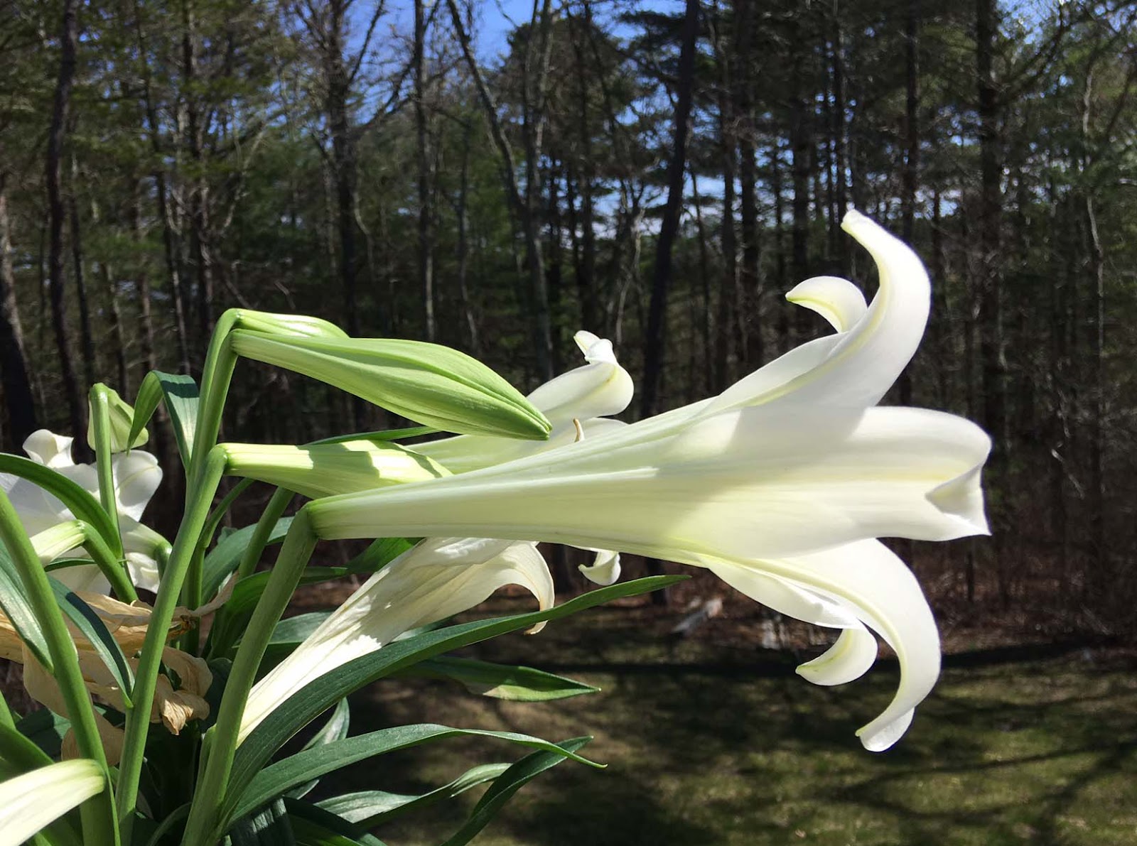 San Francisco Stitch Co.: How to make flowers in thread...