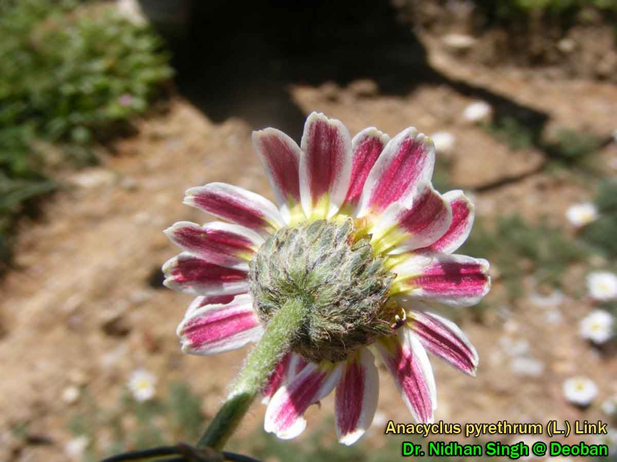 Medicinal Plants: Anacyclus pyrethrum, Pellitory, akkalakarra, Radix ...