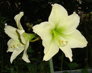 Amaryllis | World Of Flowers