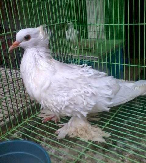 SPESIALIS MERPATI: MERPATI FRILL BACK / MERPATI KRITING