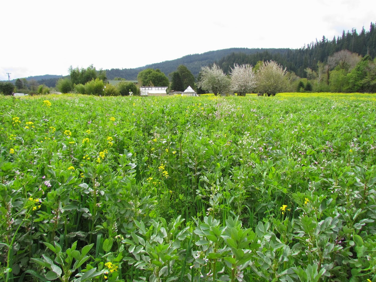 Seed Revolution Now!: Red Ruffled Pimiento