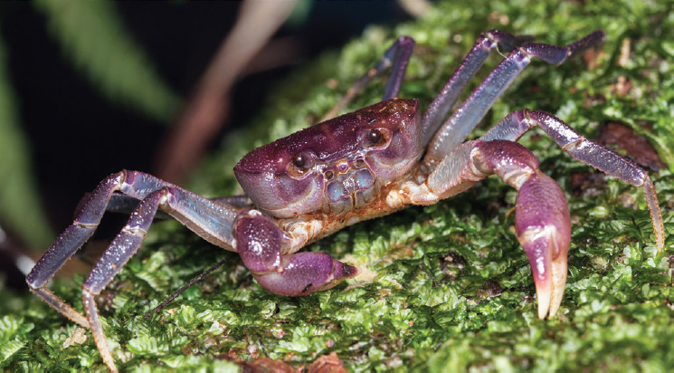 NeuroDojo: Tuesday Crustie: Climbing purple tree crab leader