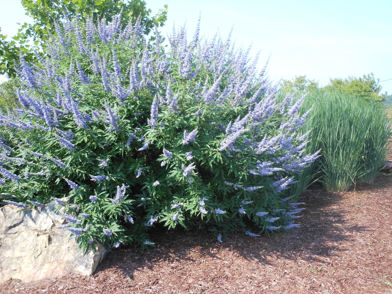 Damn good plants - Vitex agnus-castus