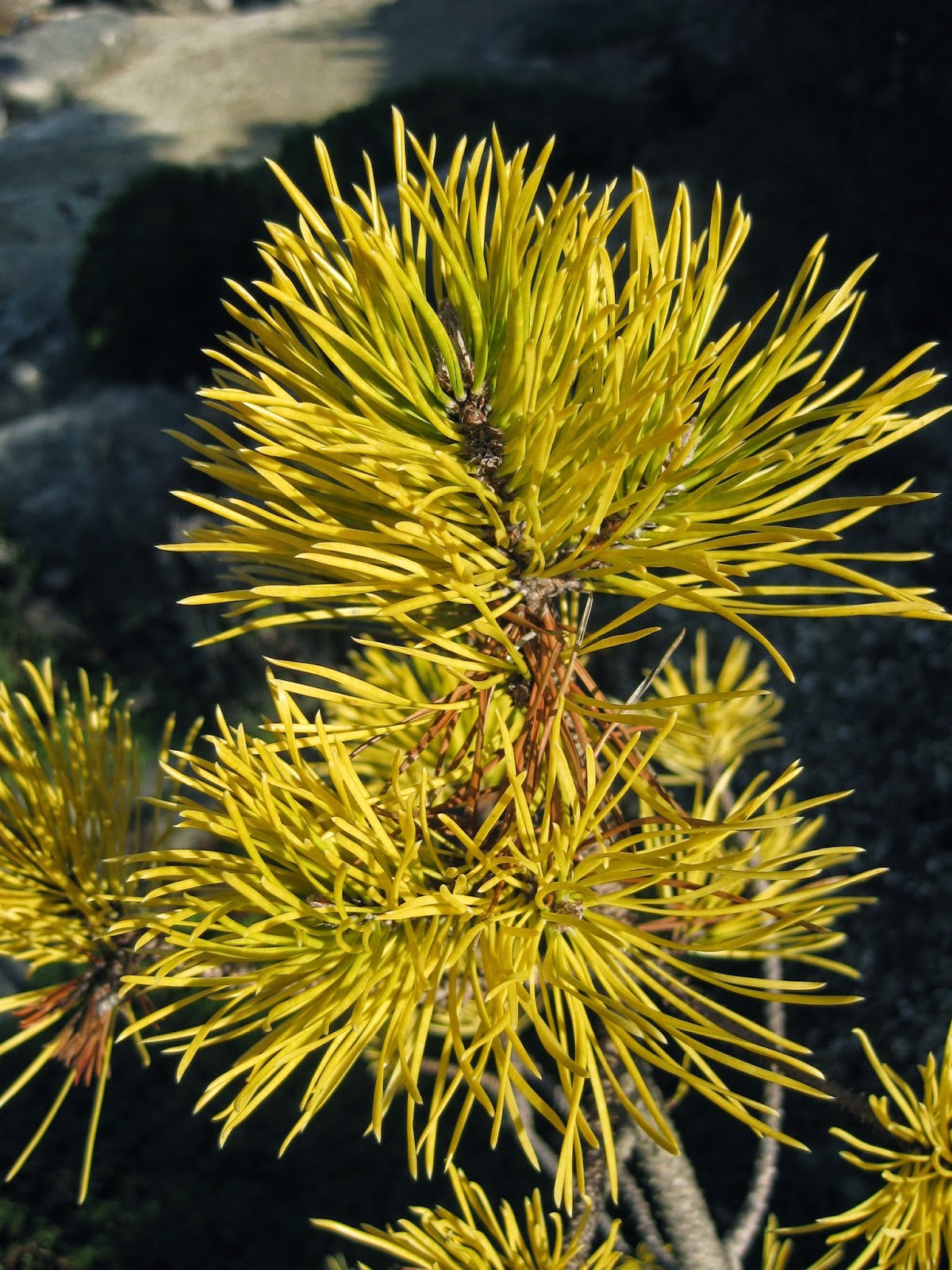 Golden Conifers in Winter - Rotary Botanical Gardens