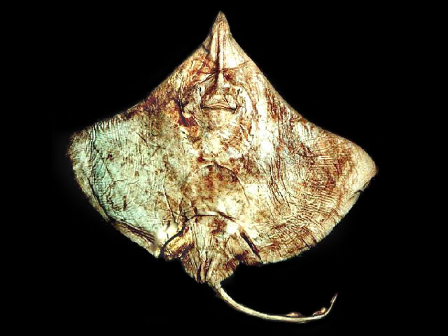 Artes de Pesca: VAMOS A PESCAR DIPTURUS