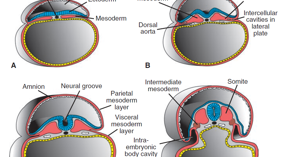 Ciencias de Joseleg: Mesodermo somático