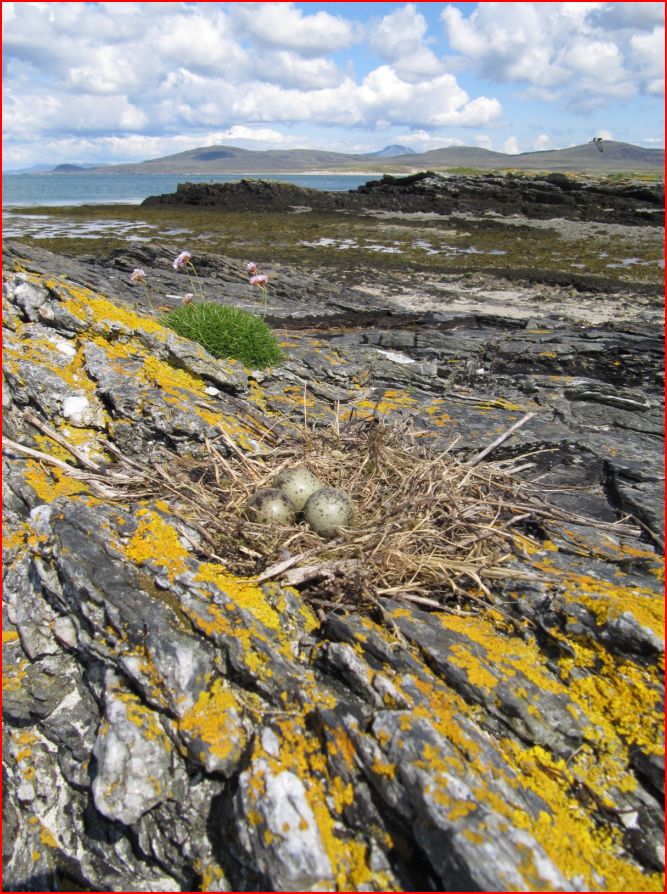 Islay Natural History Trust: Common Gull nest