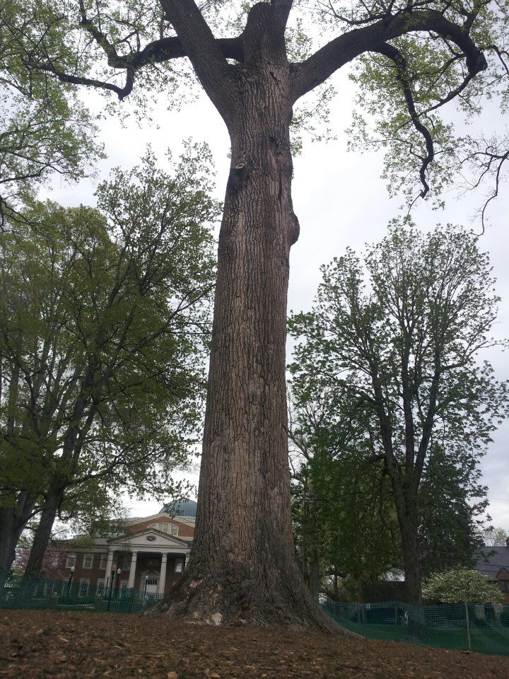 Roanoke College Environmental Studies: The Bittle Tree