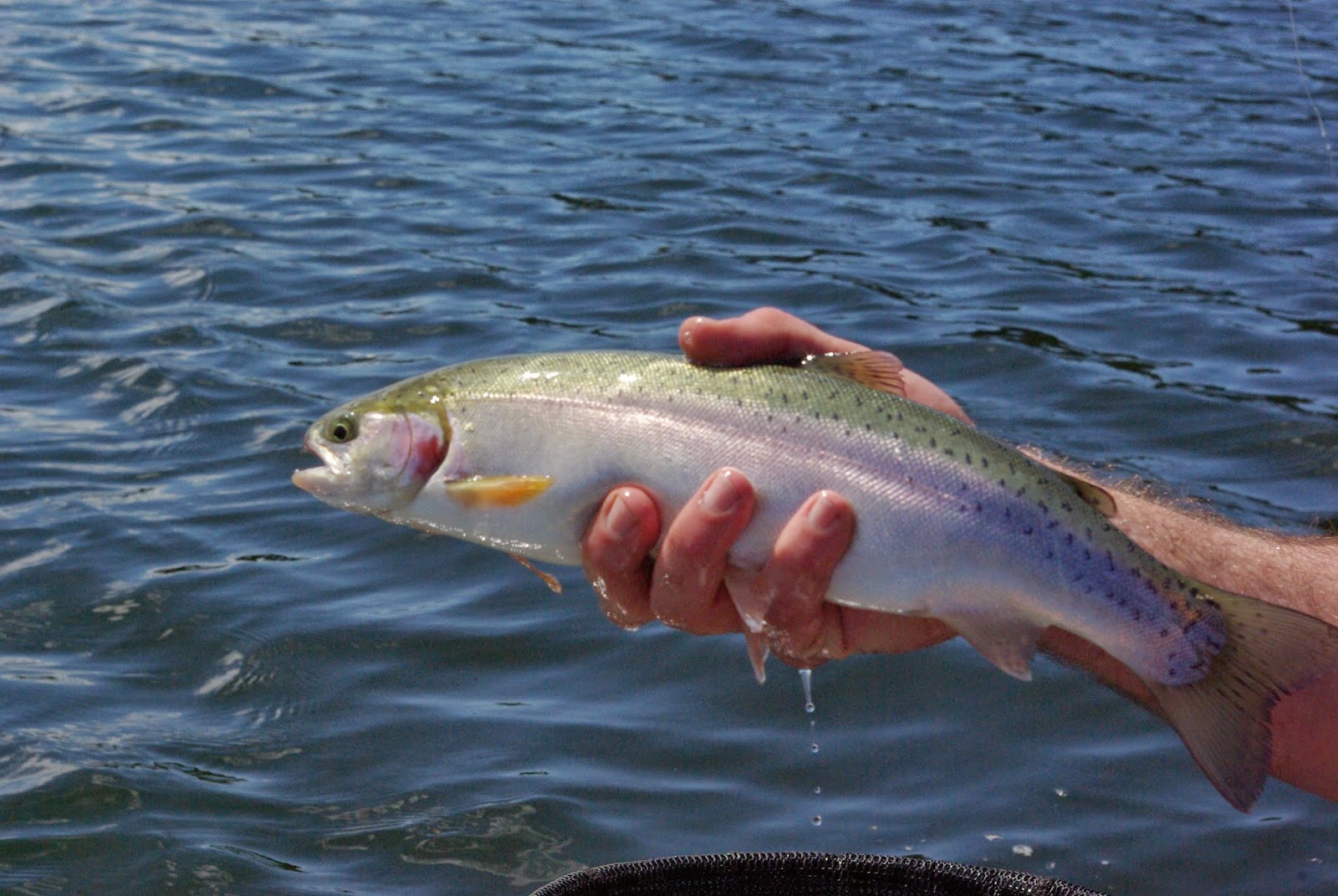 Fly-Fish-BC: Roche Lake's incomparable rainbows