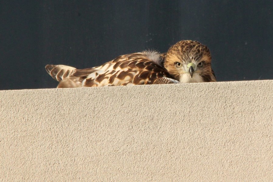 Hawkwatch at the Franklin Institute: Young hawks out on the town