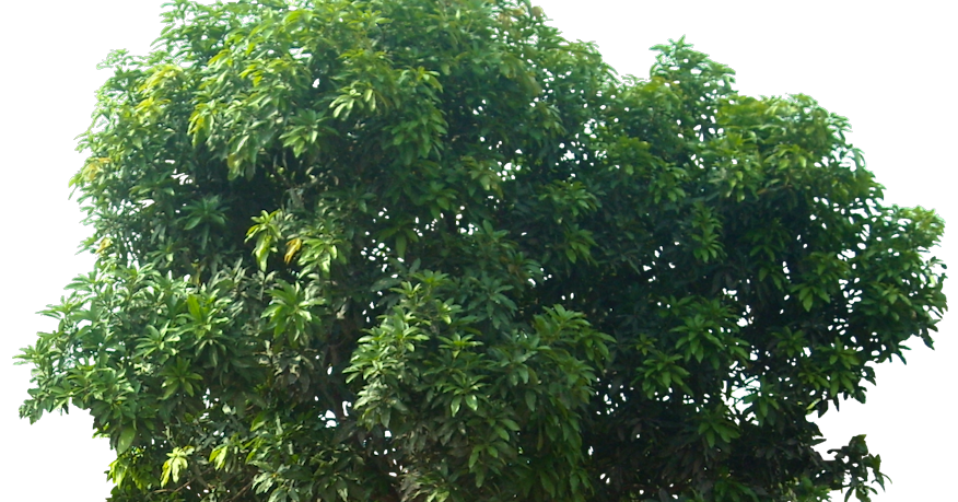 Tropical Plant Pictures: Mangifera indica (Common mango)