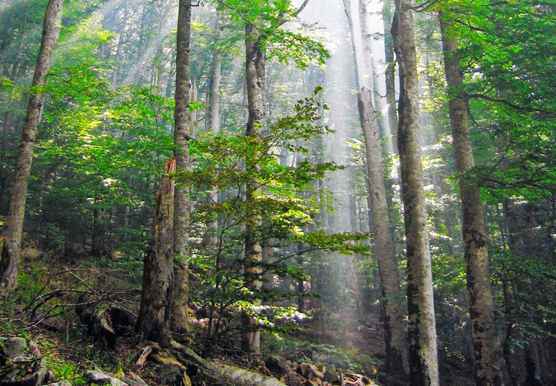 Temperate Coniferous Forests in Japan: Conservation in the Present Time