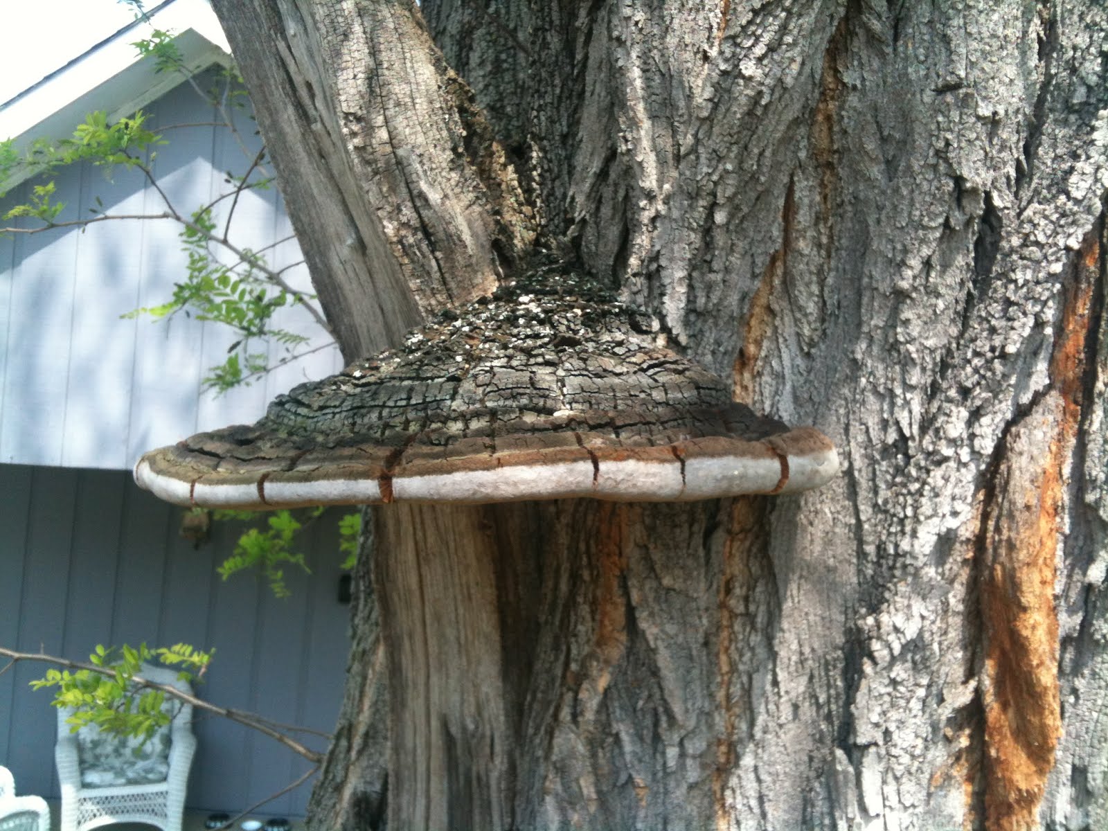 Libbysotherblog Shelf Fungus Nature Notes