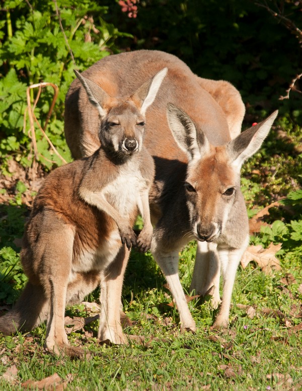 Why Kangaroos Live only in Austria