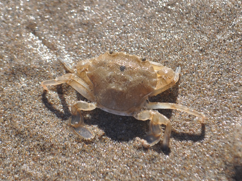 ZOOTOGRAFIANDO (6.100 ANIMALS): CANGREJO DE ARENA (Portumnus latipes)