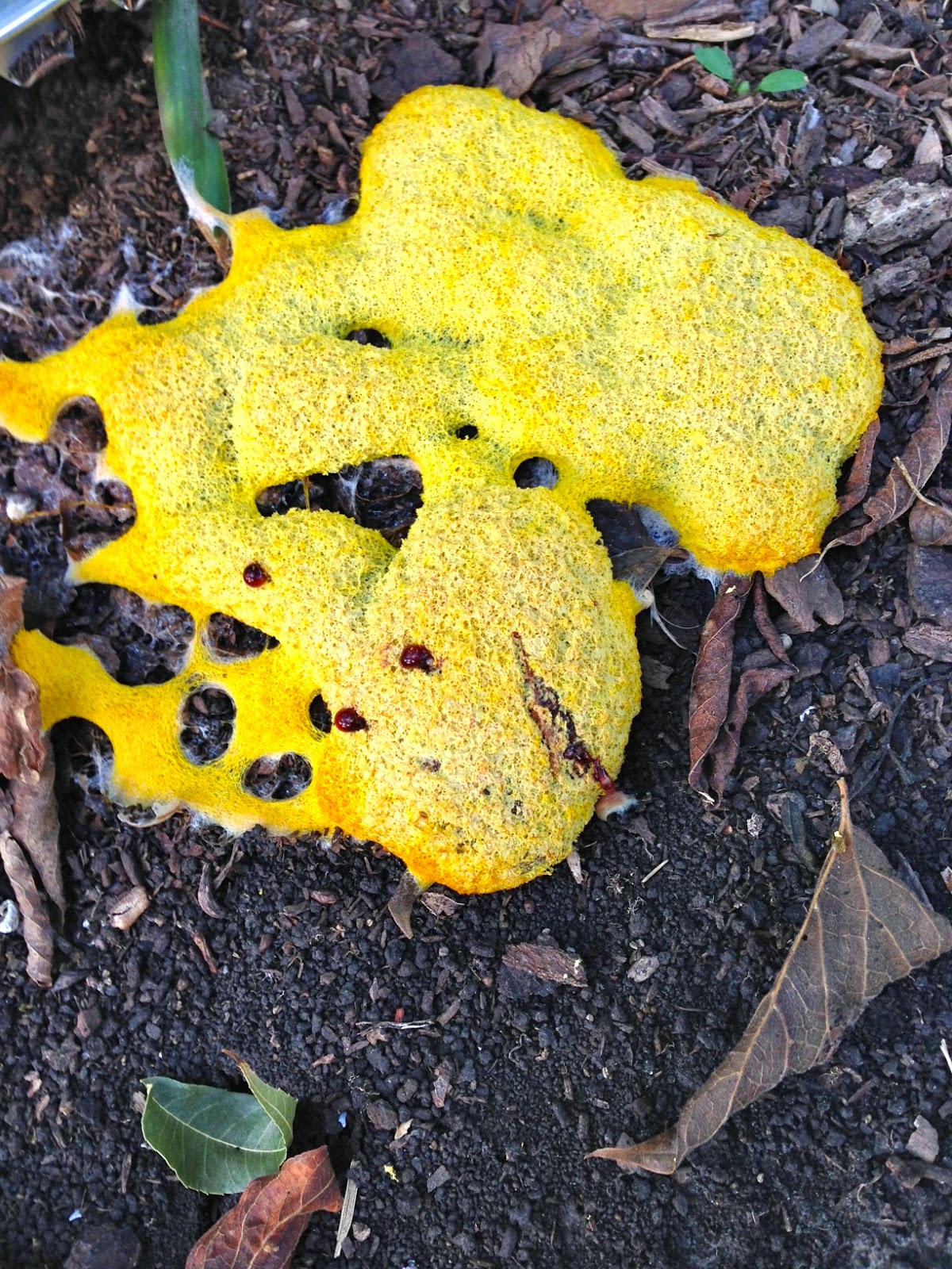 Along Slap Out Gully: Yellow blob in the yard