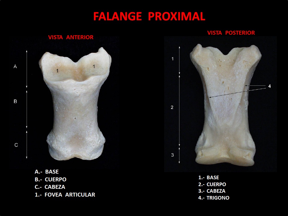 El caballo: El caballo