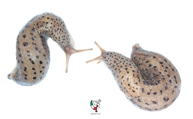 Parco del Ticino : Limax maximus